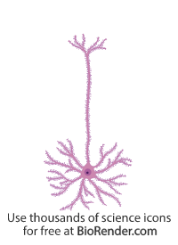 Free Medium spiny neuron (striatum) Icons, Symbols & Images | BioRender