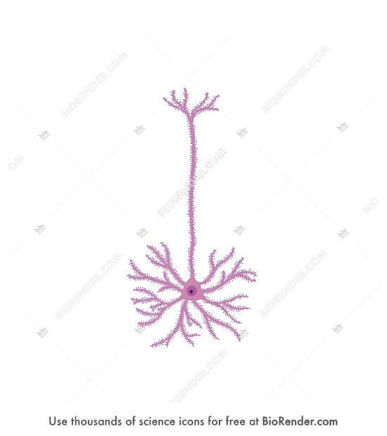 Free Medium spiny neuron (striatum) Icons, Symbols & Images | BioRender