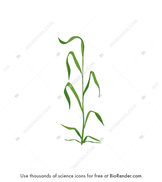 Free Wheat (boot stage) Icons, Symbols & Images | BioRender