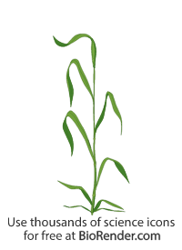 Free Wheat (boot stage) Icons, Symbols & Images | BioRender