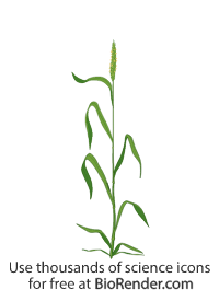 Free Wheat (flowering stage) Icons, Symbols & Images | BioRender