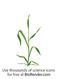 Free Wheat (stem extension stage) Icons, Symbols & Images | BioRender