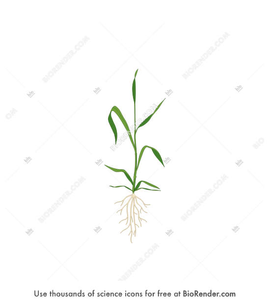 Free Wheat (stem extension stage, with roots) Icons, Symbols & Images ...