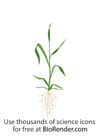Free Wheat (stem extension stage, with roots) Icons, Symbols & Images ...