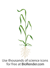 Free Wheat (boot stage, with roots) Icons, Symbols & Images | BioRender