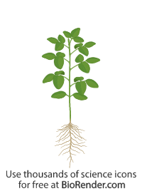 Free Soybean plant (V7, with roots) Icons, Symbols & Images | BioRender