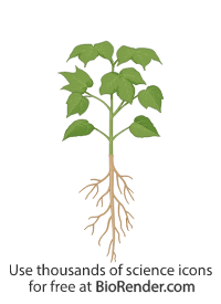 Free Cotton plant (branch development, with roots) Icons, Symbols ...