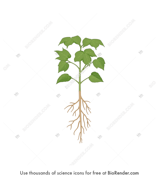 Free Cotton plant (branch development, with roots) Icons, Symbols ...