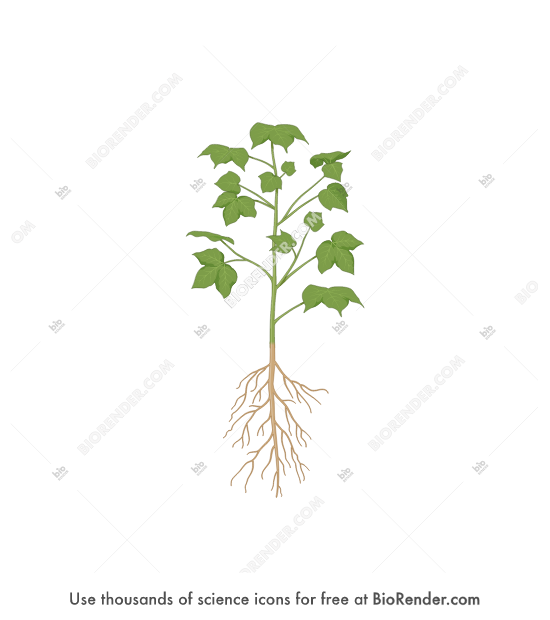 Free Cotton plant (squaring, with roots) Icons, Symbols & Images ...