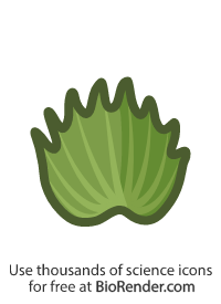 Free Cotton bud (pinhead square) Icons, Symbols & Images | BioRender