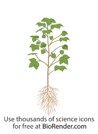 Free Cotton plant (blooming, with roots) Icons, Symbols & Images ...