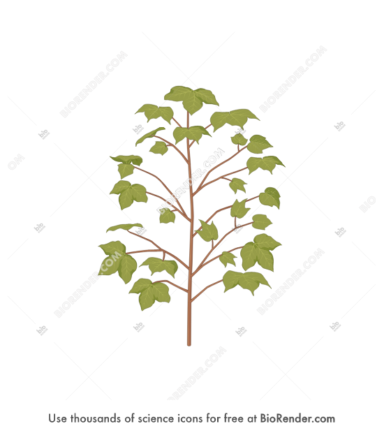 Free Cotton plant (boll development) Icons, Symbols & Images | BioRender