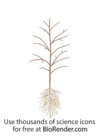 Free Cotton plant (defoliation, with roots) Icons, Symbols & Images ...