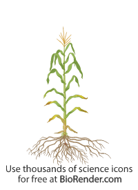Free Corn (VT, with nitrogen deficiency, with roots) Icons, Symbols ...