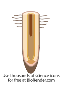 Free Root tip (cross-section) Icons, Symbols & Images | BioRender