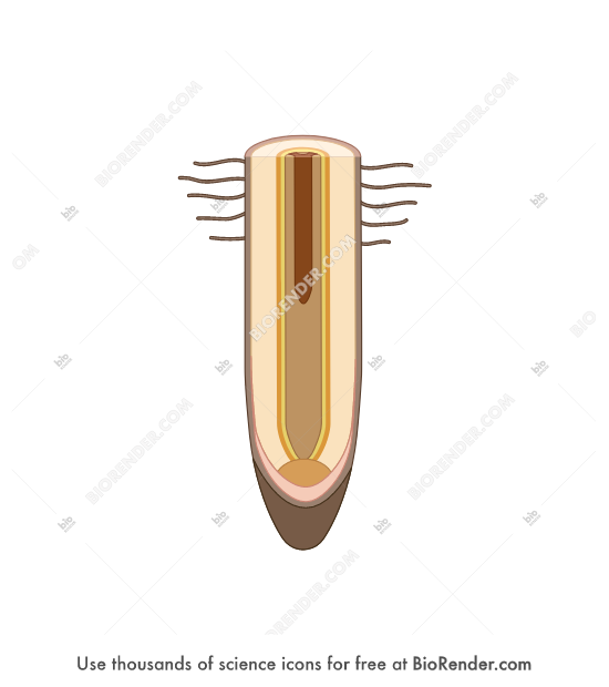 Free Root tip (cross-section) Icons, Symbols & Images | BioRender