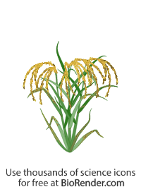 Free Rice (plant, diseased) Icons, Symbols & Images | BioRender