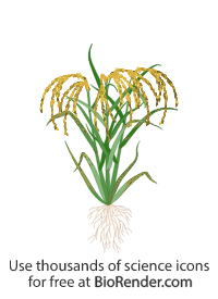 Free Rice (plant with roots, diseased) Icons, Symbols & Images | BioRender