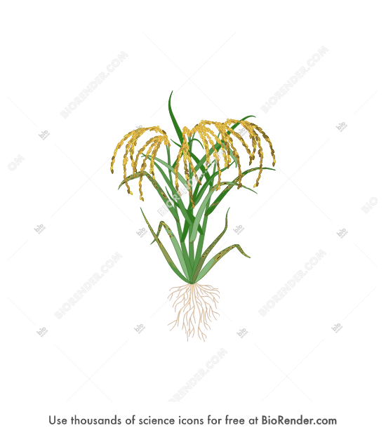 Free Rice (plant with roots, diseased) Icons, Symbols & Images | BioRender
