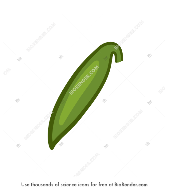 Free Soybean (pod, immature) Icons, Symbols & Images | BioRender