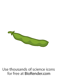 Free Soybean (pod, small) Icons, Symbols & Images | BioRender