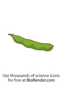 Free Soybean (pod) Icons, Symbols & Images | BioRender