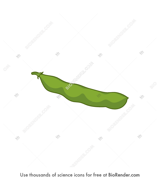 Free Soybean (pod) Icons, Symbols & Images | BioRender