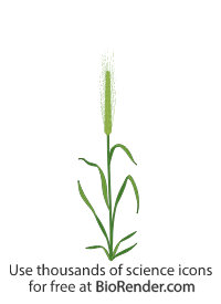 Free Wheat Icons, Symbols & Images | BioRender