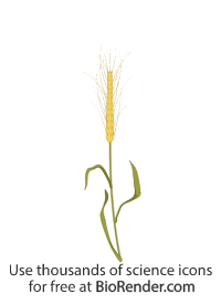 Free Wheat 2 Icons, Symbols & Images | BioRender