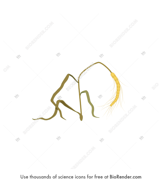 Free Wheat (wilted) Icons, Symbols & Images | BioRender