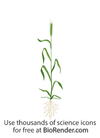 Free Wheat (grain filling stage, with roots) Icons, Symbols & Images | BioRender