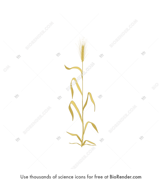 Free Wheat (mature) Icons, Symbols & Images | BioRender