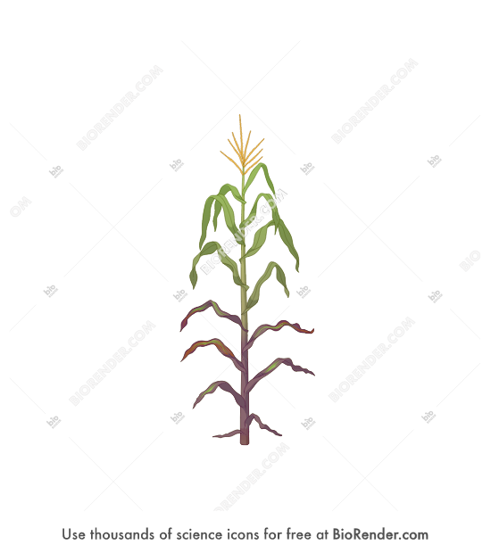Free Corn (VT, with phosphorus deficiency) Icons, Symbols & Images ...