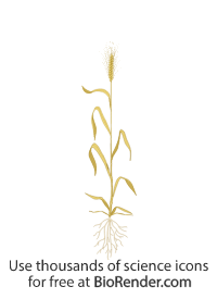 Free Wheat (mature, with roots) Icons, Symbols & Images | BioRender