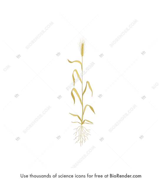 Free Wheat (mature, with roots) Icons, Symbols & Images | BioRender