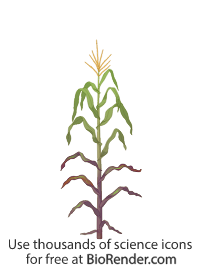 Free Corn (VT, with phosphorus deficiency) Icons, Symbols & Images ...
