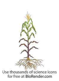 Free Corn (VT, with phosphorus deficiency, with roots) Icons, Symbols ...