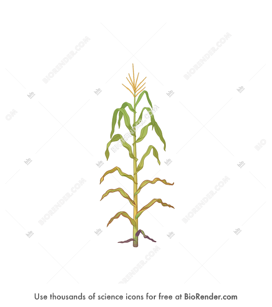 Free Corn (VT, with magnesium deficiency) Icons, Symbols & Images ...