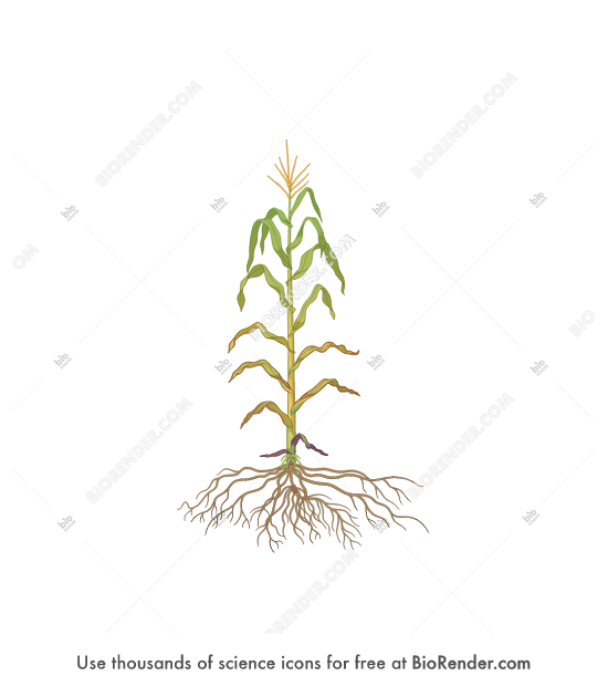 Free Corn (VT, with magnesium deficiency, with roots) Icons, Symbols ...