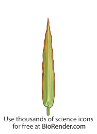 Free Corn (leaf, with magnesium deficiency) Icons, Symbols & Images ...
