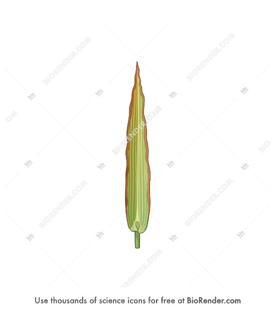 Free Corn (leaf, with magnesium deficiency) Icons, Symbols & Images ...
