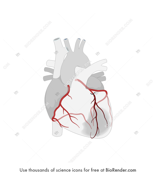 Free Heart (myocardial infarction by LAD ligation) Icons, Symbols ...