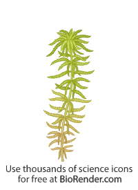 Free Sphagnum moss Icons, Symbols & Images | BioRender