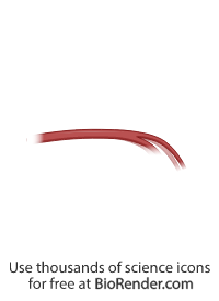 Free Cow (aorta, lateral) Icons, Symbols & Images | BioRender