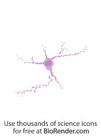 Free Cortical neuron (cultured 1, degenerating) Icons, Symbols & Images ...
