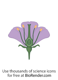 Free Flower (cross-section) Icons, Symbols & Images | BioRender