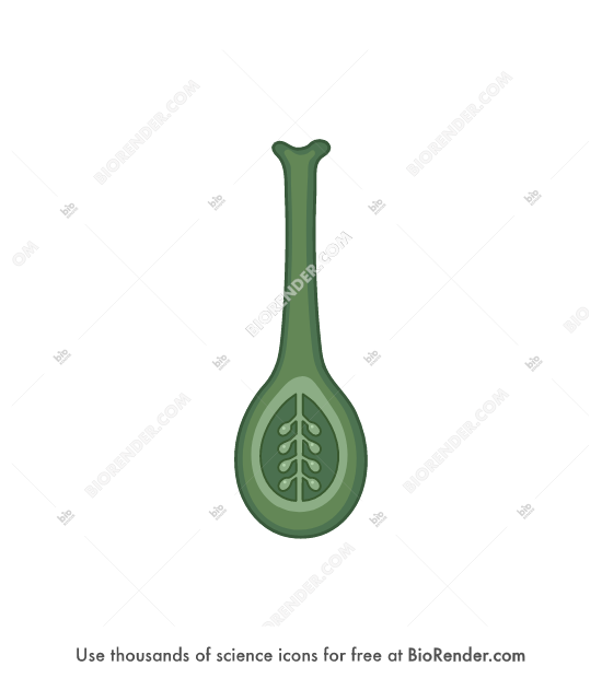 Free Flower carpel (cross-section) Icons, Symbols & Images | BioRender