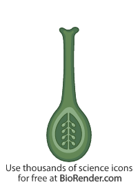 Free Flower carpel (cross-section) Icons, Symbols & Images | BioRender