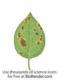 Free Leaf (blight) Icons, Symbols & Images | BioRender