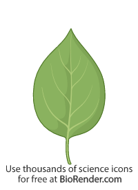 Free Leaf (ovate, smooth) Icons, Symbols & Images | BioRender